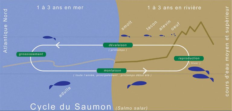 Saumon atlantique - Migado.fr - Migrateurs Garonne Dordogne Charente Seudre