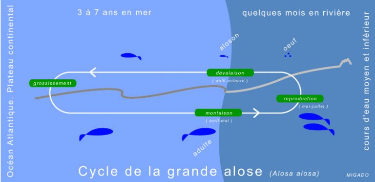 Grande alose - Migado.fr - Migrateurs Garonne Dordogne Charente Seudre