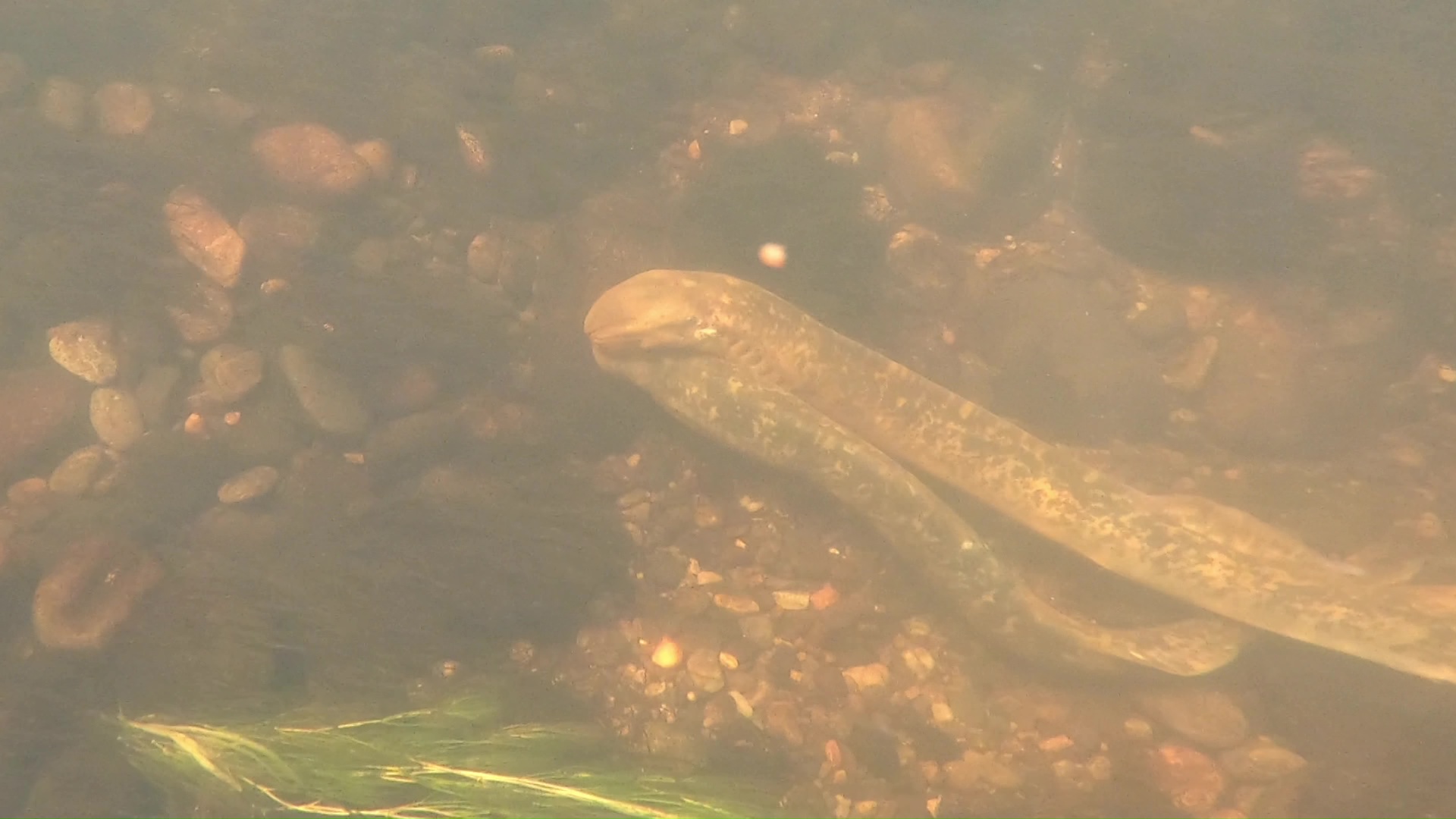 Reproduction de la lamproie marine sur l'axe Dordogne en 2023 - Migado ...